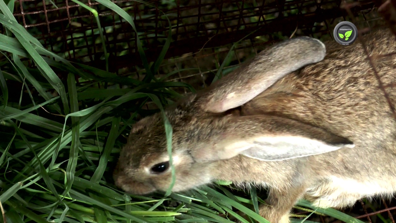 Feed and Fodder for Rabbits and Economics of Rabbit Farming in India ...