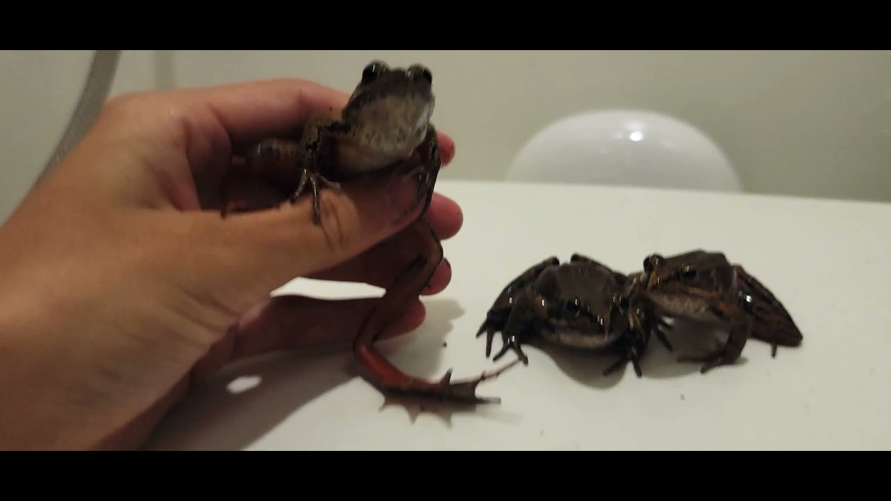 Frog gets a pat - YouTube