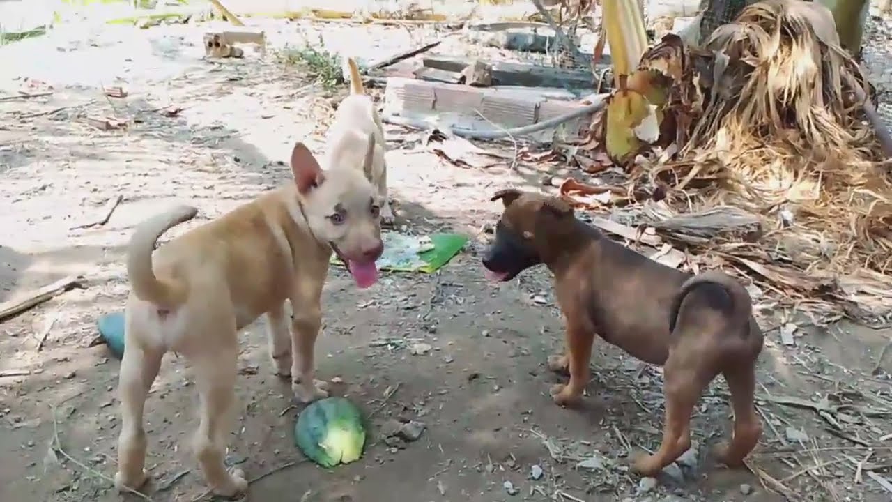rescue abandoned puppy having bizarre disease & feeding stray puppy ...