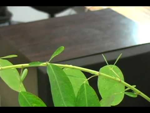 Desmodium motorium and Sound01.flv - YouTube