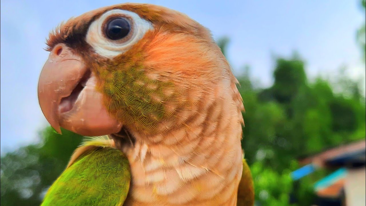 I can sing every day Green Cheek Conure Parrot Bird. - YouTube