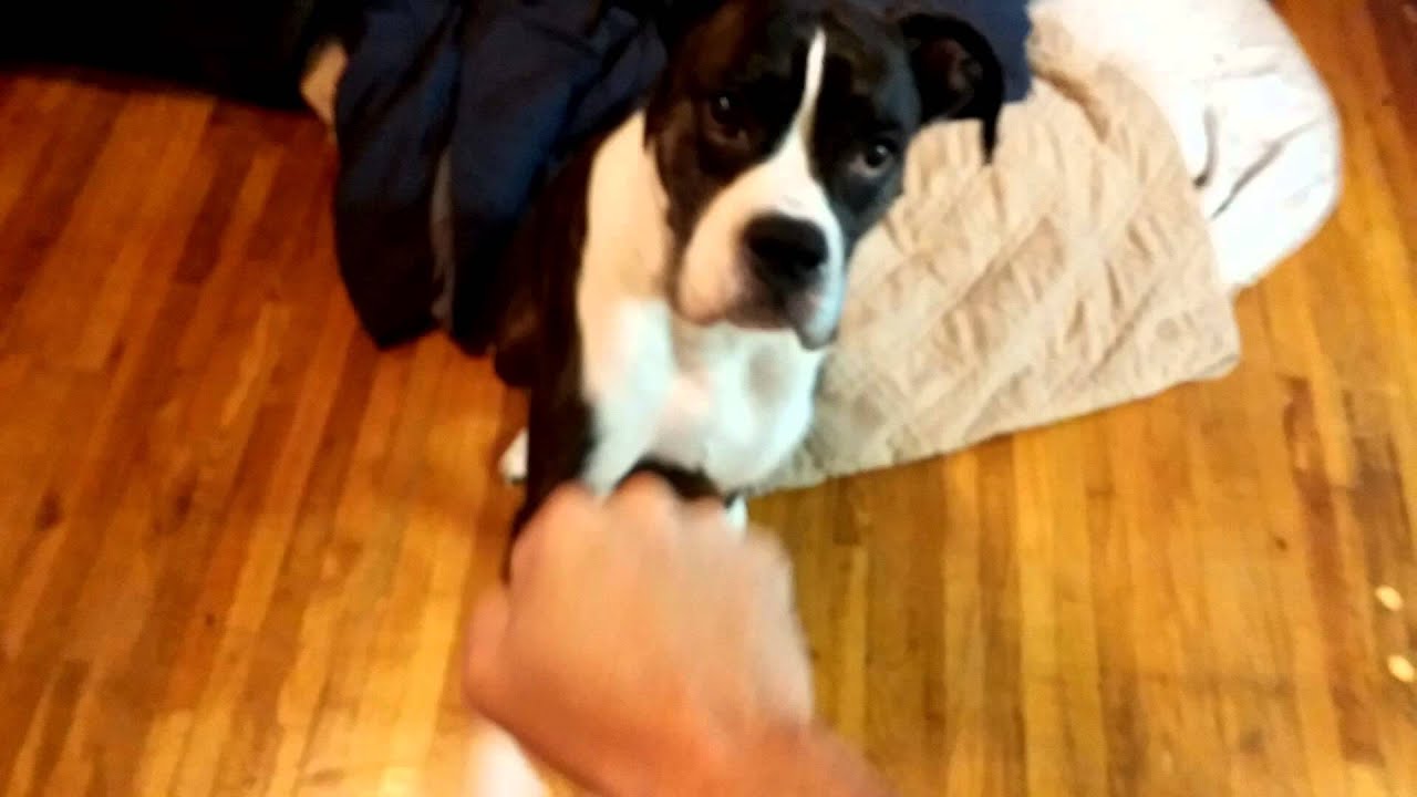 Boxer Dog Fist Bump - YouTube