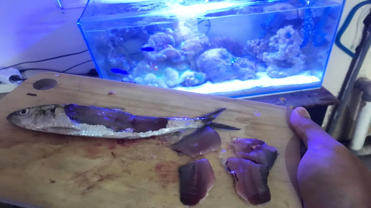 Cara memberi makan anemon karpet - YouTube