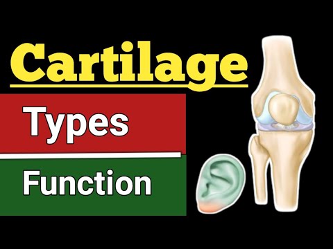 cartilage types, structure and location/ Hyaline, Fibrocartilage ...