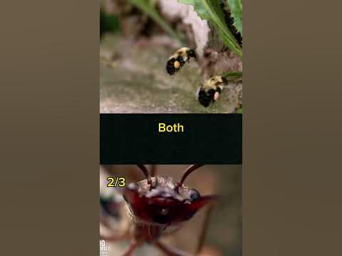 Ants vs Bees - YouTube