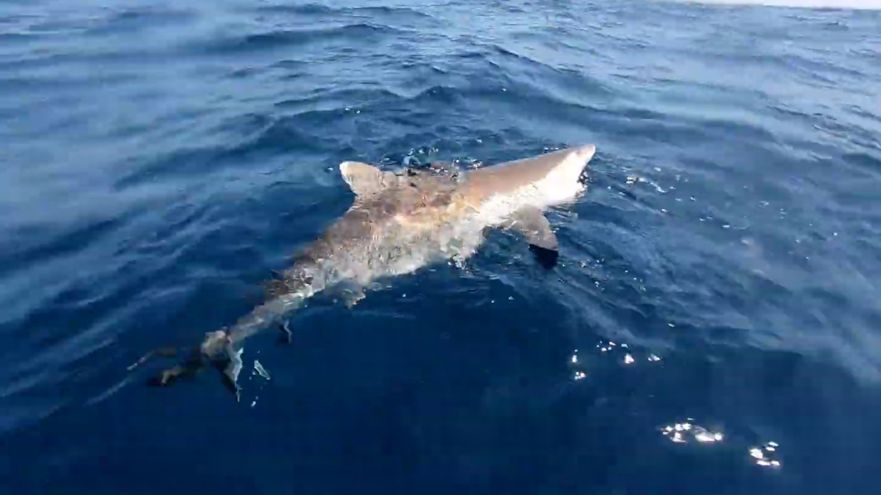 Shark fishing -3 - YouTube