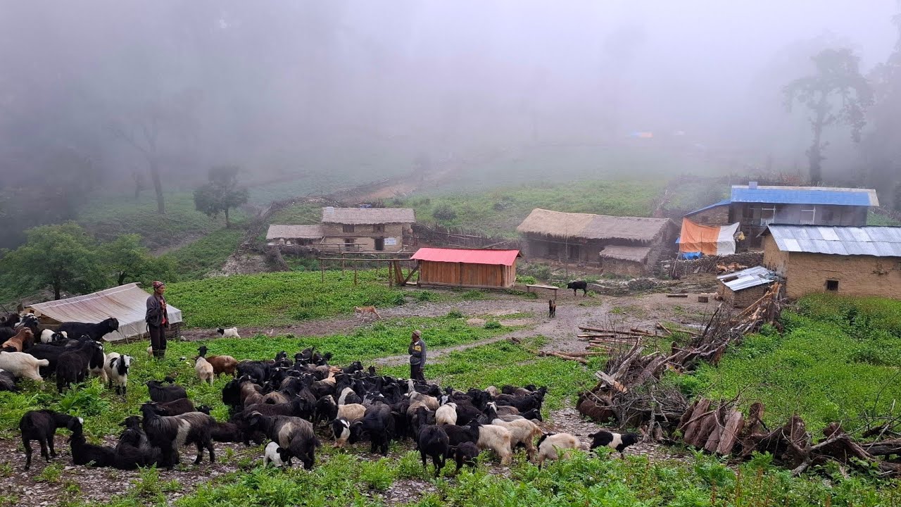 Most Peaceful and Relaxing Mountain Village Life | Rainy Day | Shepherd ...