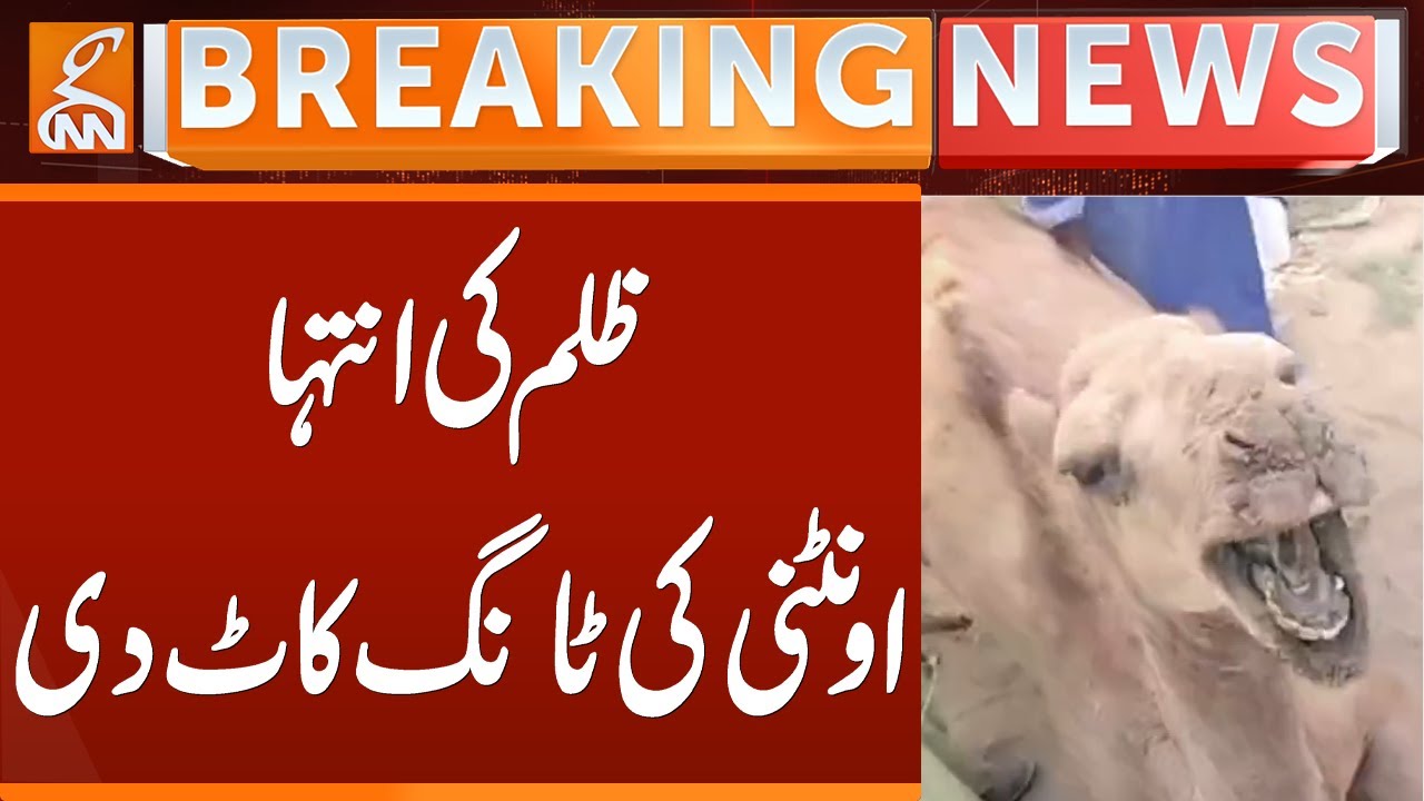 Camel Leg Cut Incident | Breaking News | GNN - YouTube