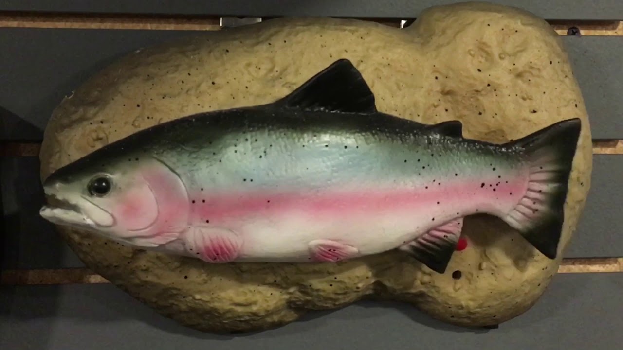 Travis the Singing trout - YouTube