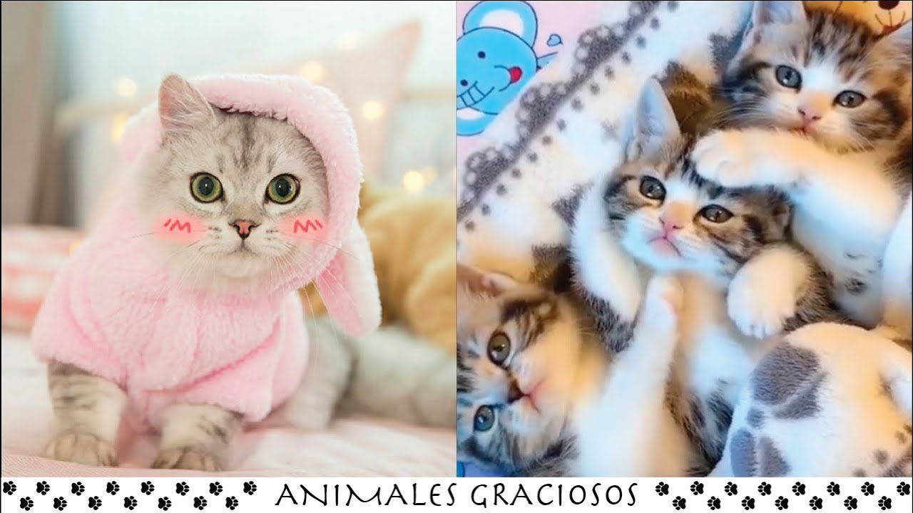 Gatitos bebes | Recopilación de videos de gatitos lindos y divertidos ...