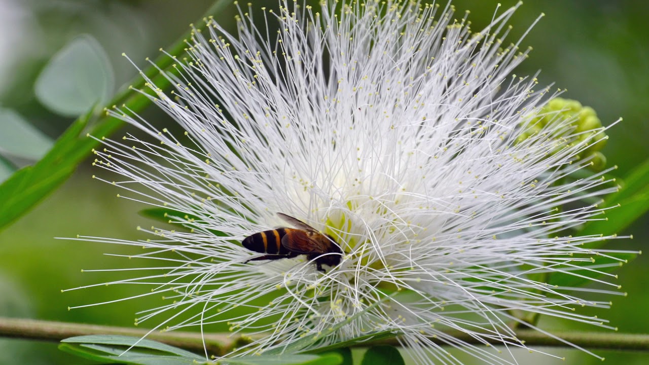{Flower Cafe. 45} Paraserianthes falcataria in SINGAPORE / Music ...