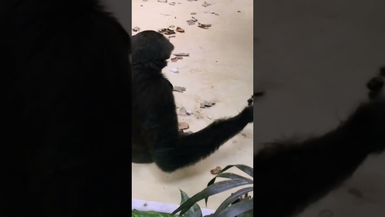 Respect Monkey 🦍#smart #shorts - YouTube