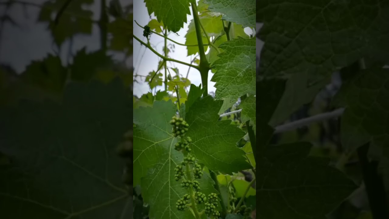 Vendemmia Picollo Gavi - YouTube