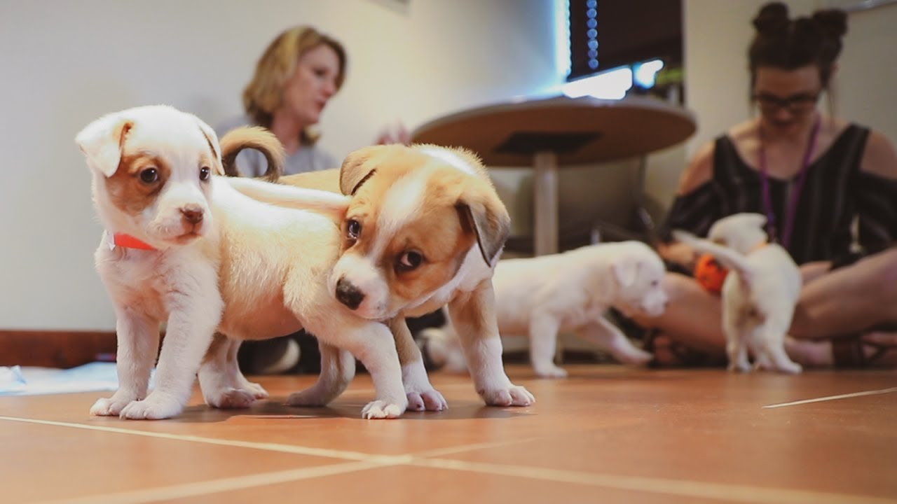 Puppy Break! - YouTube
