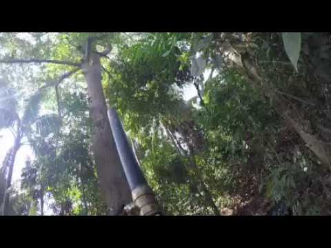 Setting up climbing line using Air Powered Tree Access- APTA - YouTube