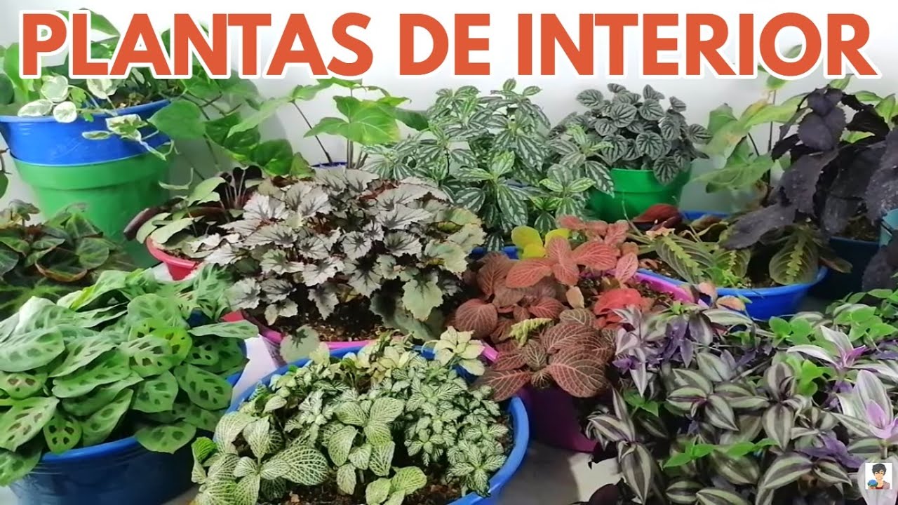 plantas de interior o sombra más hermosas y de fácil cuidado CHUYITO ...