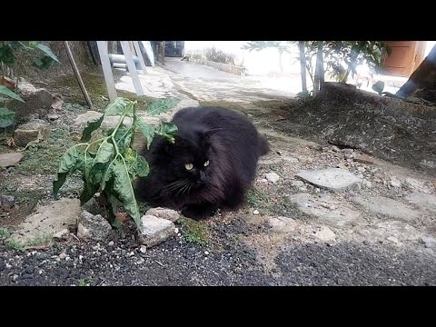 Buna is Ninja (cat) - YouTube