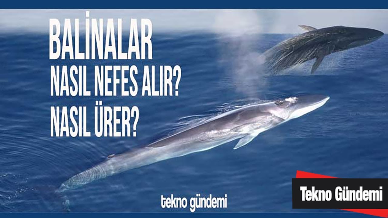 Balinalar Nasıl Ürer? Nasıl Çiftleşir? Balinalar Hakkında Detaylı ...