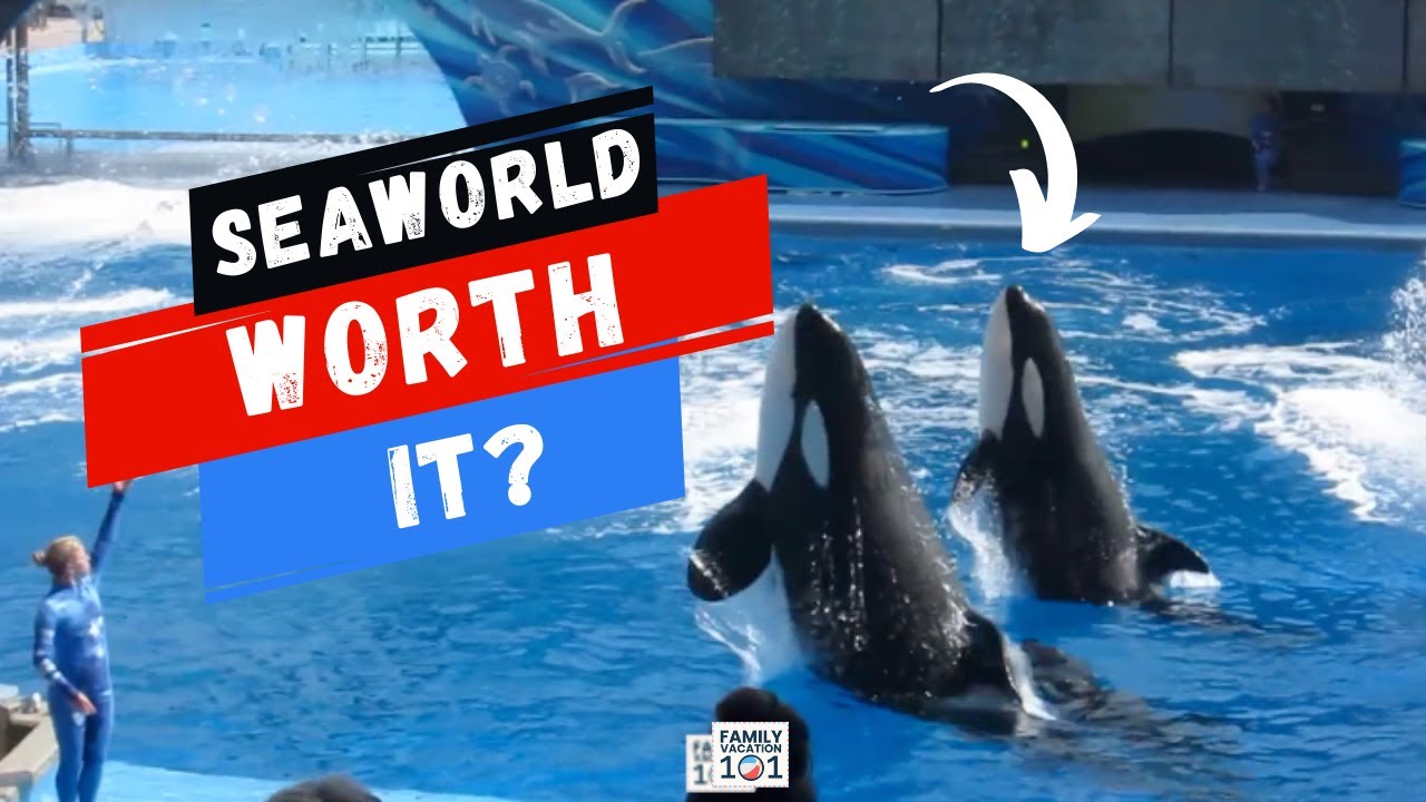 8 Reasons to Visit SeaWorld Orlando | Why It's Worth it to Visit - YouTube