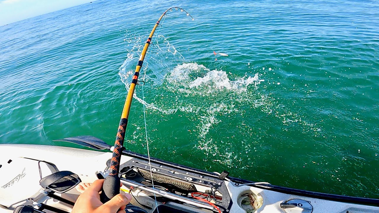 Live Bait and Swimbaits for Big Lingcod and Halibut - YouTube