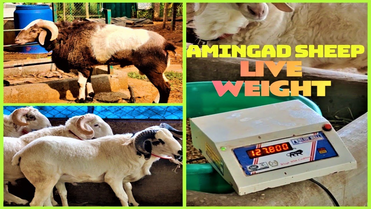 BIG AMINGAD SHEEP'S LIVE WEIGHT "MUST WATCH" SRS FARM MAGADI - Call for ...