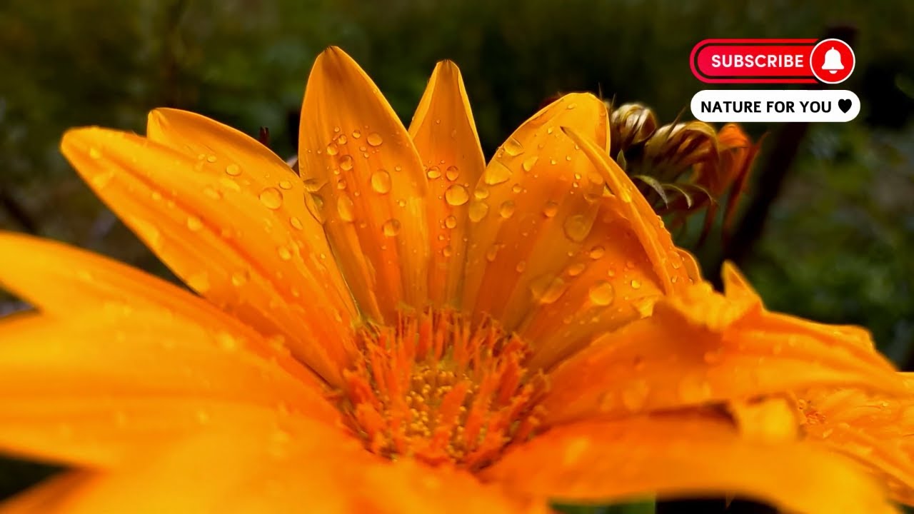 Nature Beautiful Short Video HD | Beautiful Flowers - YouTube