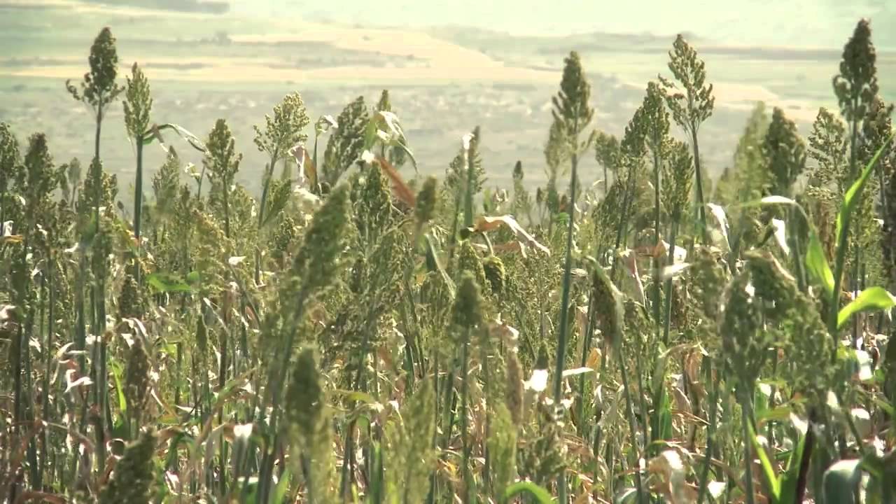 Improving Food Security in Ethiopia - YouTube