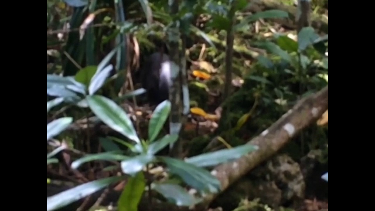 Guam bow hunt adventure - YouTube