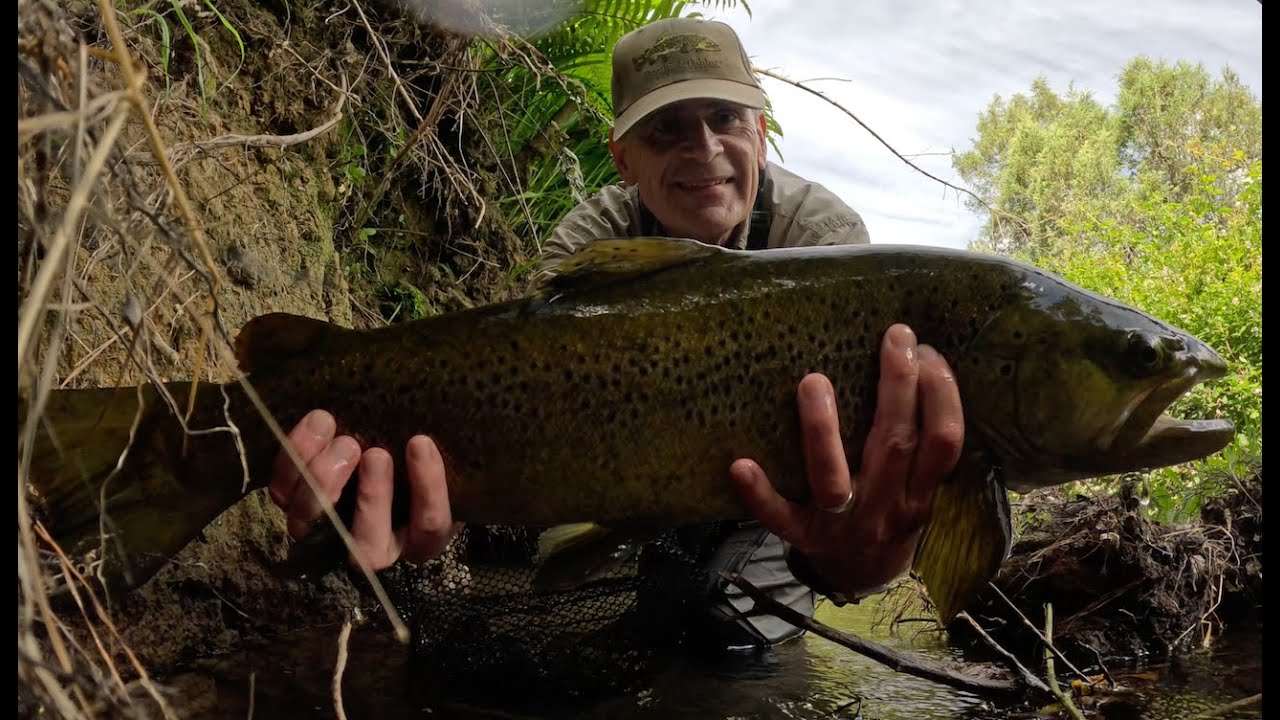 The Most Amazing Monster Brown Trout Take!! This 9lb wild brown trout ...