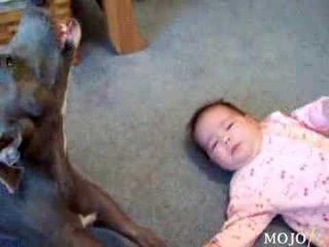 Howling IGGY, crying baby - YouTube