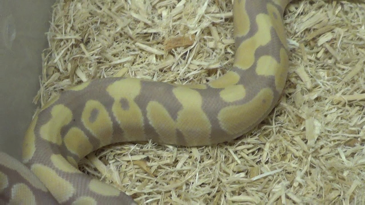 2017 Female Desert Ghost Banana Ball Python - YouTube