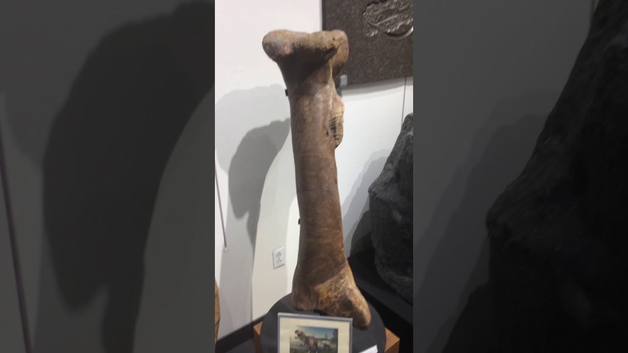 Tyrannosaurus Rex Tibia - YouTube