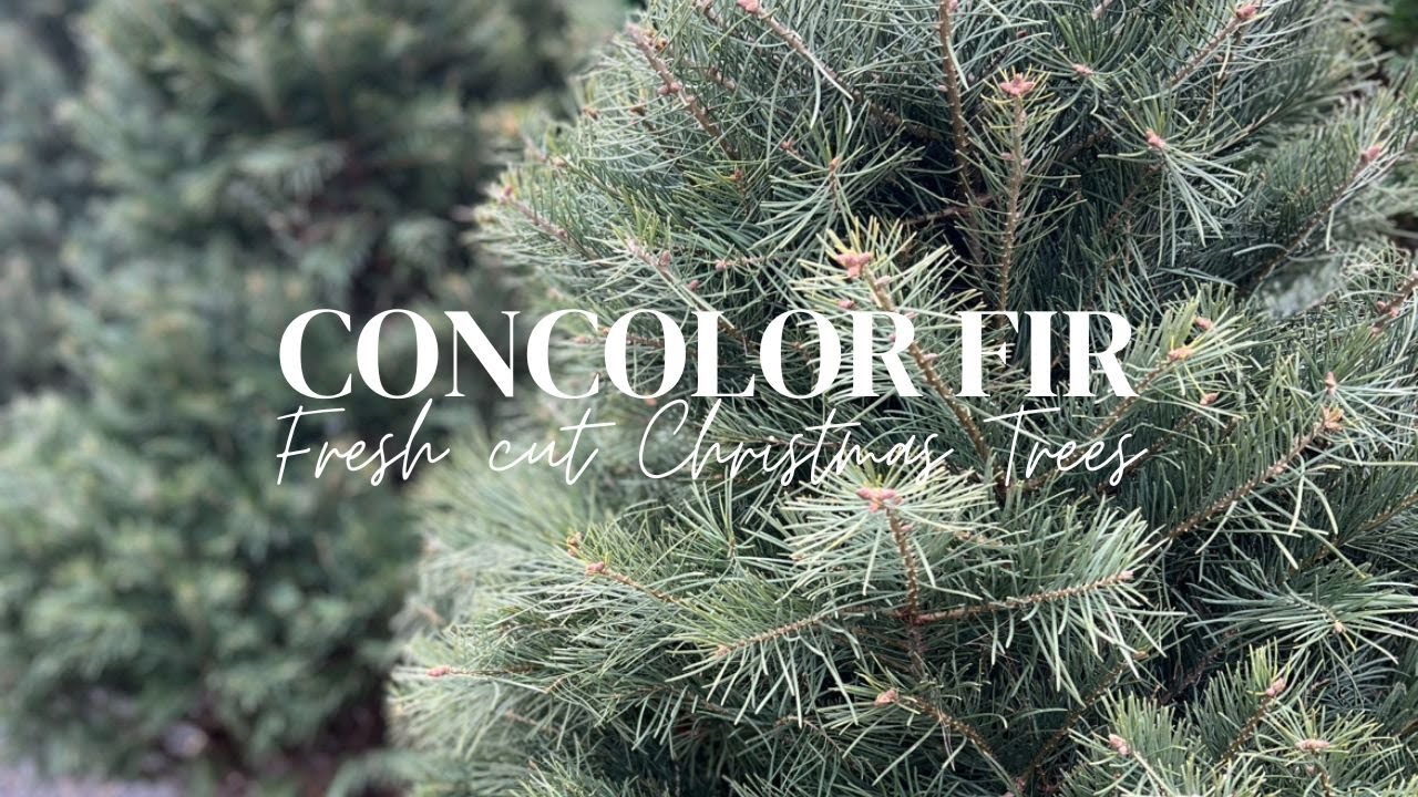 Concolor Fir Christmas Tree - YouTube