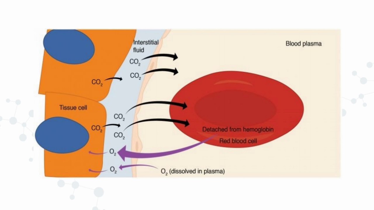 Physical principles of gas exchange - YouTube