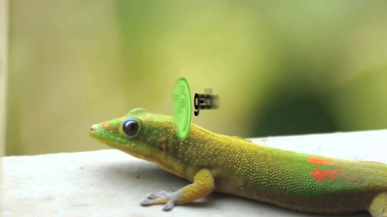Gecko New Media - Intro Animation - YouTube