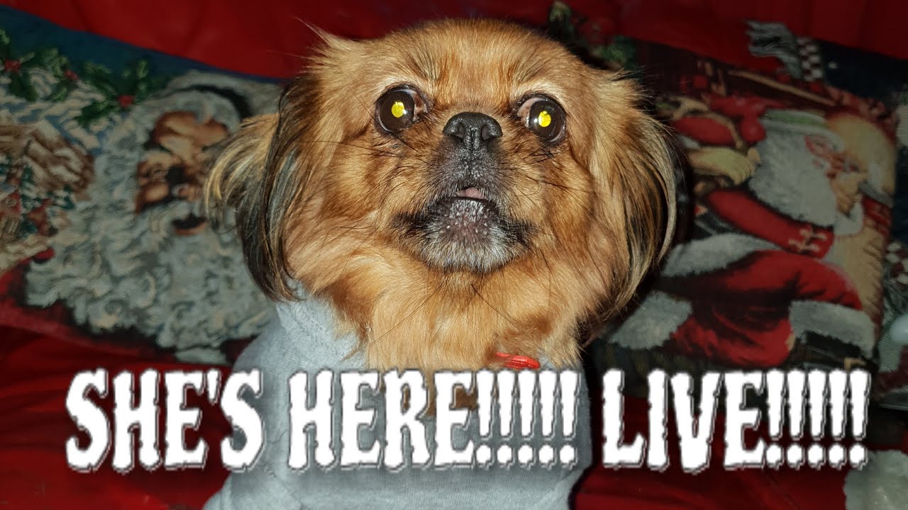 LIVE CHAT ABOUT RESCUING THE DOG (WITH FUDGE THE DOG) - YouTube