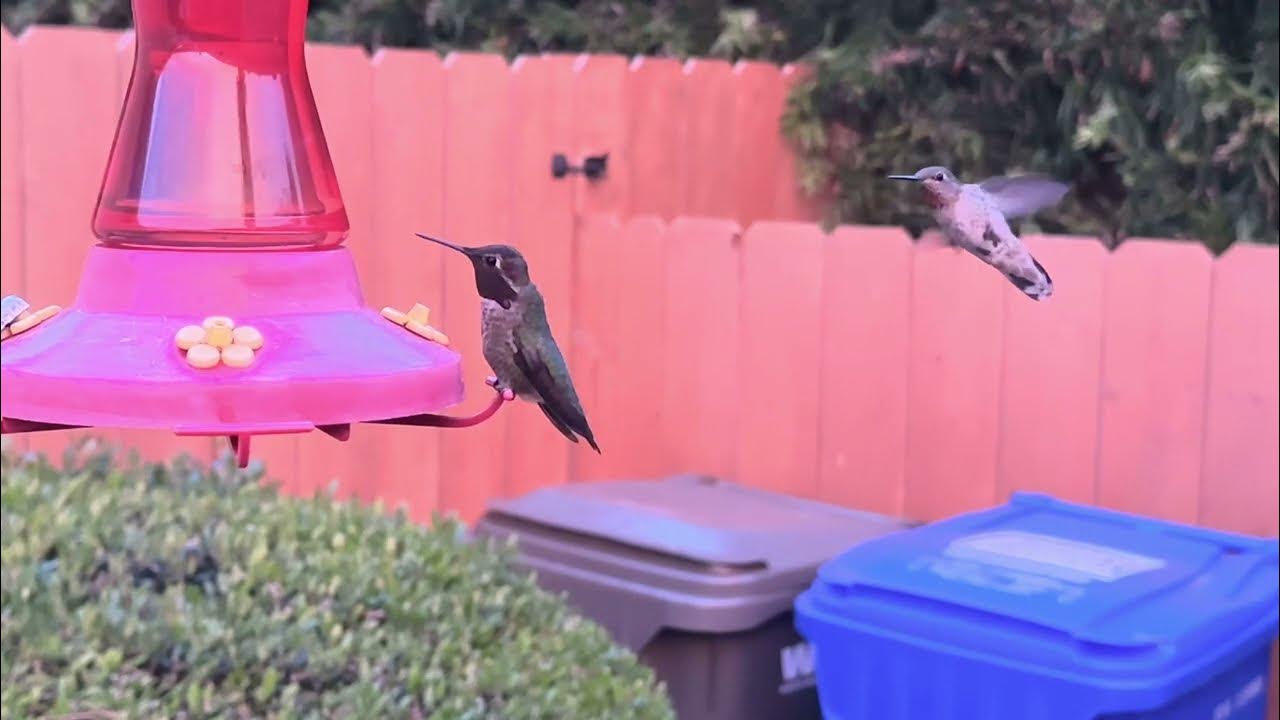 Angry Bird sounds at the Hummingbird Feeder, watch the 3rd bird come ...