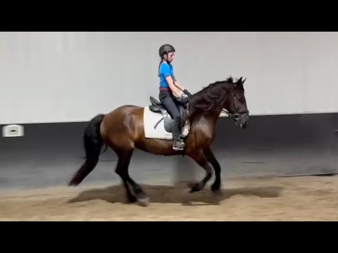 Child Rider Excels in Dressage on Big, Beautiful Friesian Mare: Jolene ...