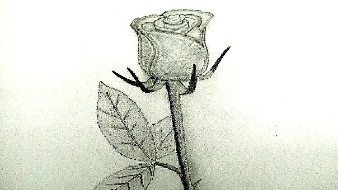 how to draw gulab || gulab ki drawing kaise nikale - YouTube