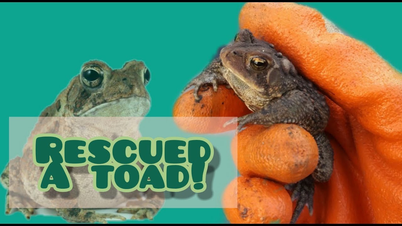 Dad Rescues a Toad's Life! - YouTube