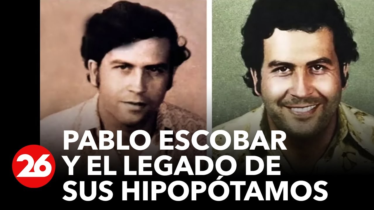 Nadie Sabe Que Hacer Con Los Hipopótamos De Pablo Escobar El Legado