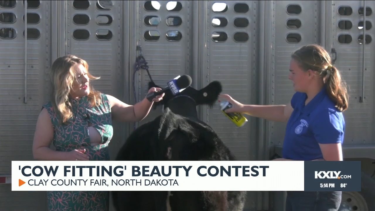 'Cow fitting' beauty contest - YouTube