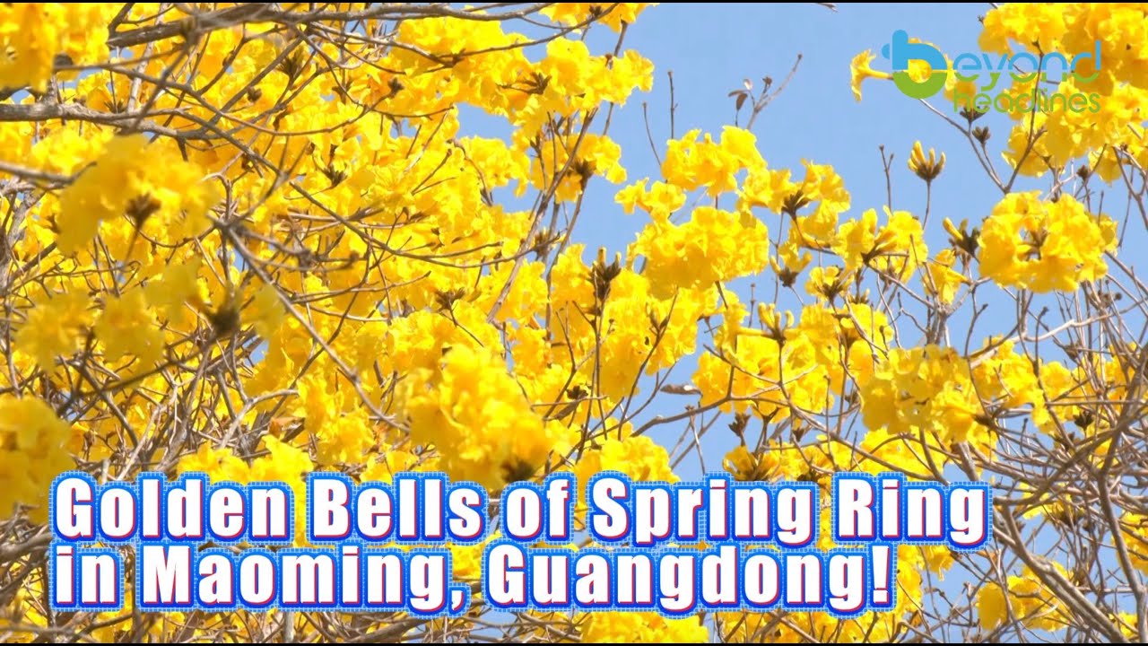 Golden Bells of Spring Ring in Maoming, Guangdong! - YouTube