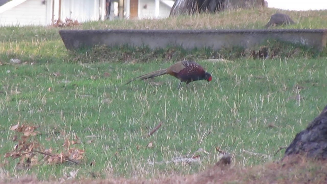 Ducks and Pheasants(?) - YouTube