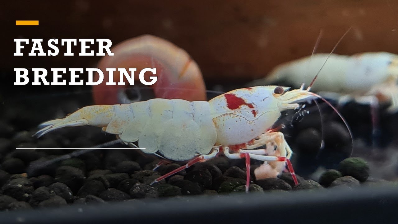 Essential Strategies for Faster Shrimp Breeding - YouTube