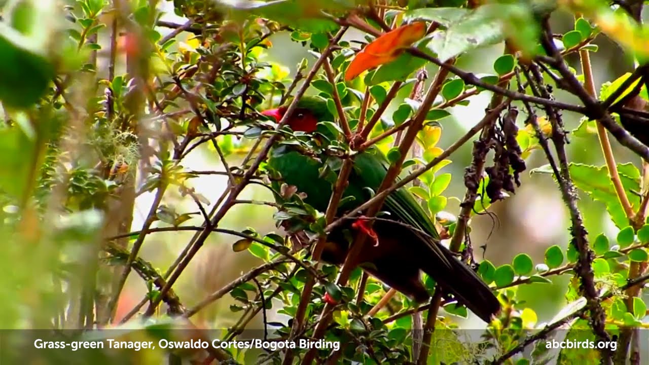 Grass-green Tanager - YouTube