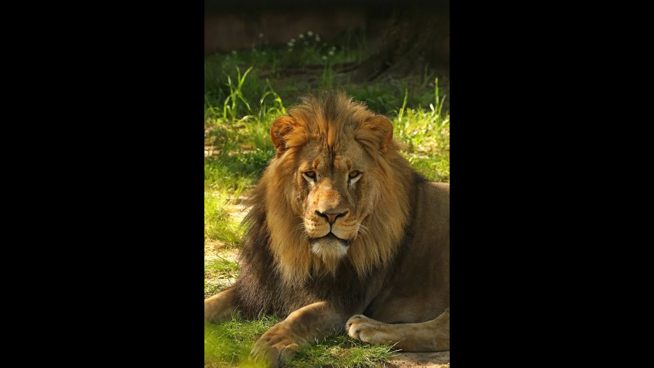 Little Rock Zoo introduces 4-year-old lion as newest resident - YouTube