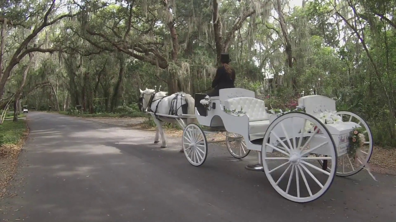 Pretty Horse Carriage Available for Special Occasions - YouTube