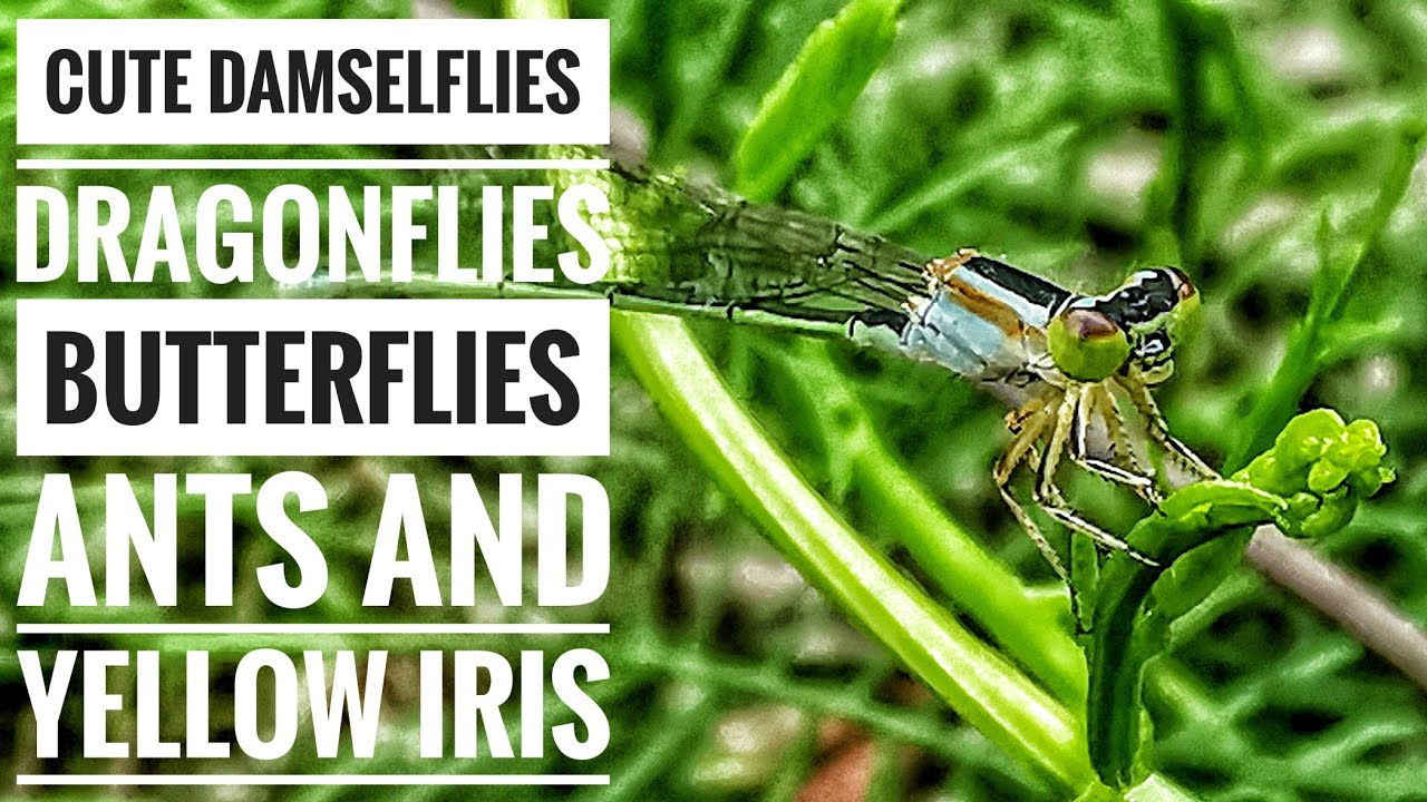 Cute Damselflies, Butterflies, Ants and Yellow Iris - YouTube