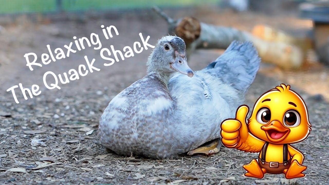 Relaxing in the Quack Shack - YouTube